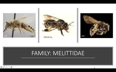 Melittidae - OSU MediaSpace