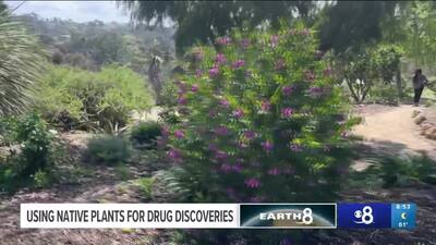 Using Native Plants for Drug Discoveries - Salk Institute