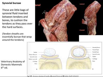 VM 516-Synovial bursae Video - MSU MediaSpace