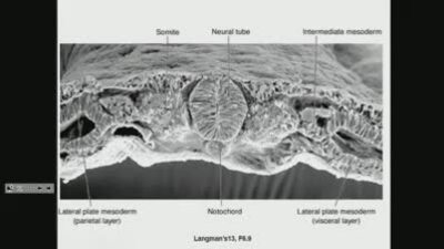 Body Plan Lecture Part 2 - MSU MediaSpace