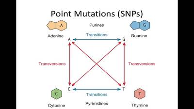 Mutations - MSU MediaSpace