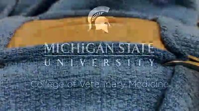 VM 580-Tissue apposition using an inverting Lembert suture pattern ...