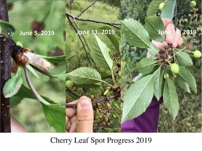 Cherry Disease Update for 2020 - MSU MediaSpace