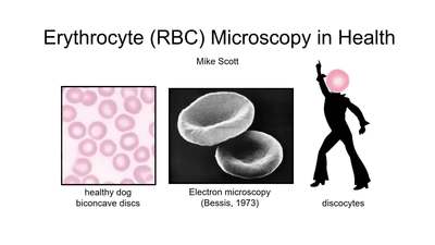 VM 523-RBC Microscopy in Health - MSU MediaSpace
