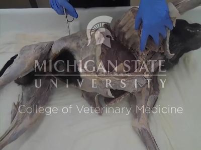 VM 517-520-Major nerves of thorax dog Dissection video - MSU MediaSpace
