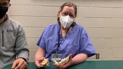 Cranial strain pattern review- bones w axis and phantom hands - MSU ...