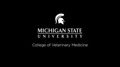 Equine abdominocentesis - MSU MediaSpace