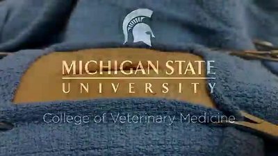 VM 580: Tissue apposition using an inverting Cushing/Connell suture ...