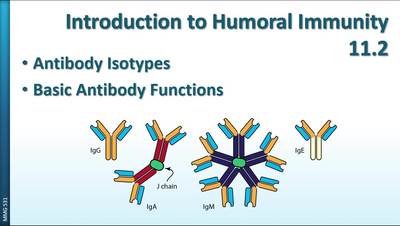 MMG531 (11.2) - Intro to Humoral Immunity - Antibody Isotypes and ...
