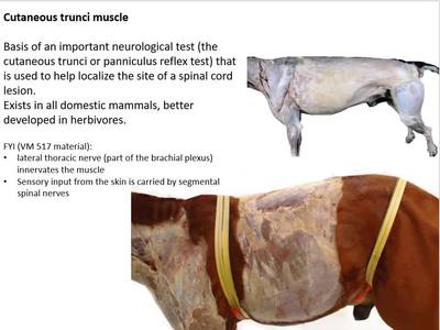 VM 516-Cutaneous trunci m. Video presentation - MSU MediaSpace